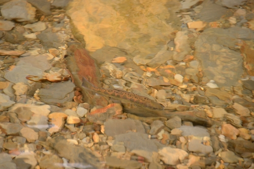 Formosan Landlocked Salmon (Subspecies Oncorhynchus masou formosanus ...