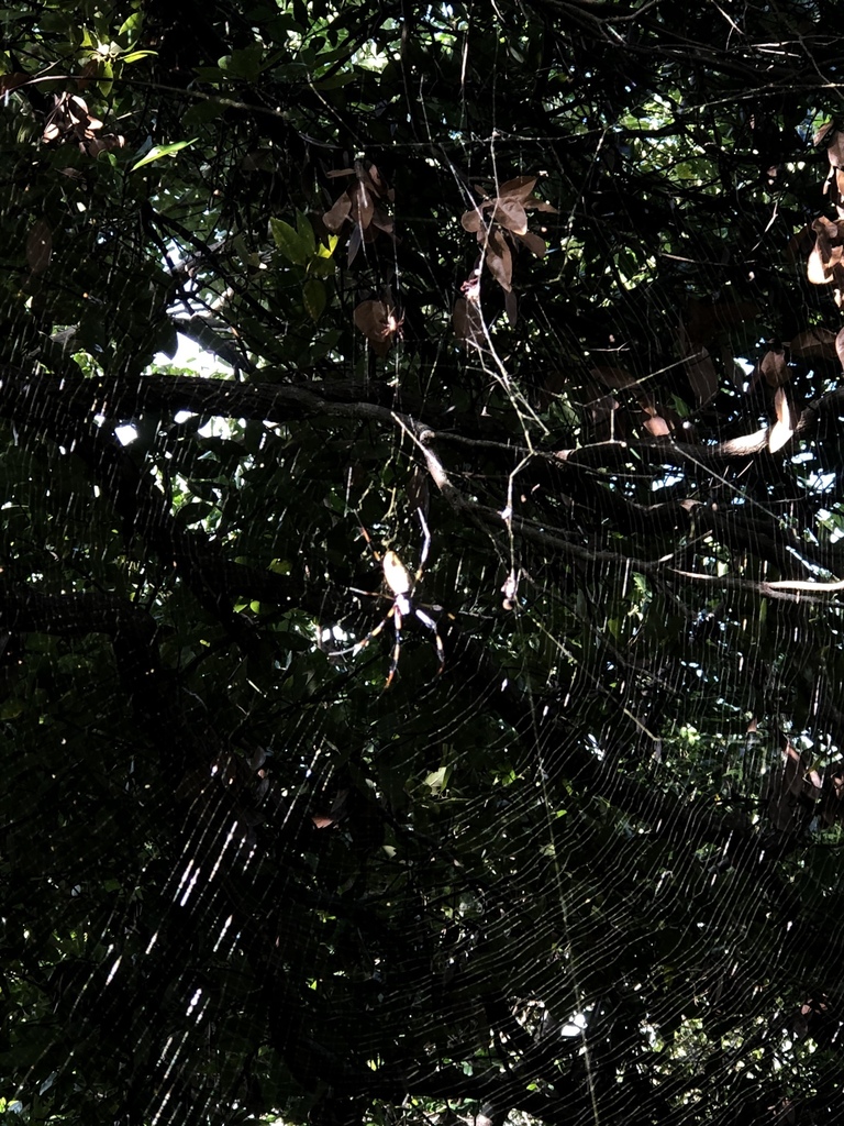 Golden Silk Spider from Hugh Taylor Birch State Park, Fort Lauderdale ...
