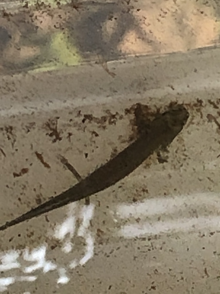 Brownback Salamander from Knox County, US-TN, US on October 25, 2019 at ...