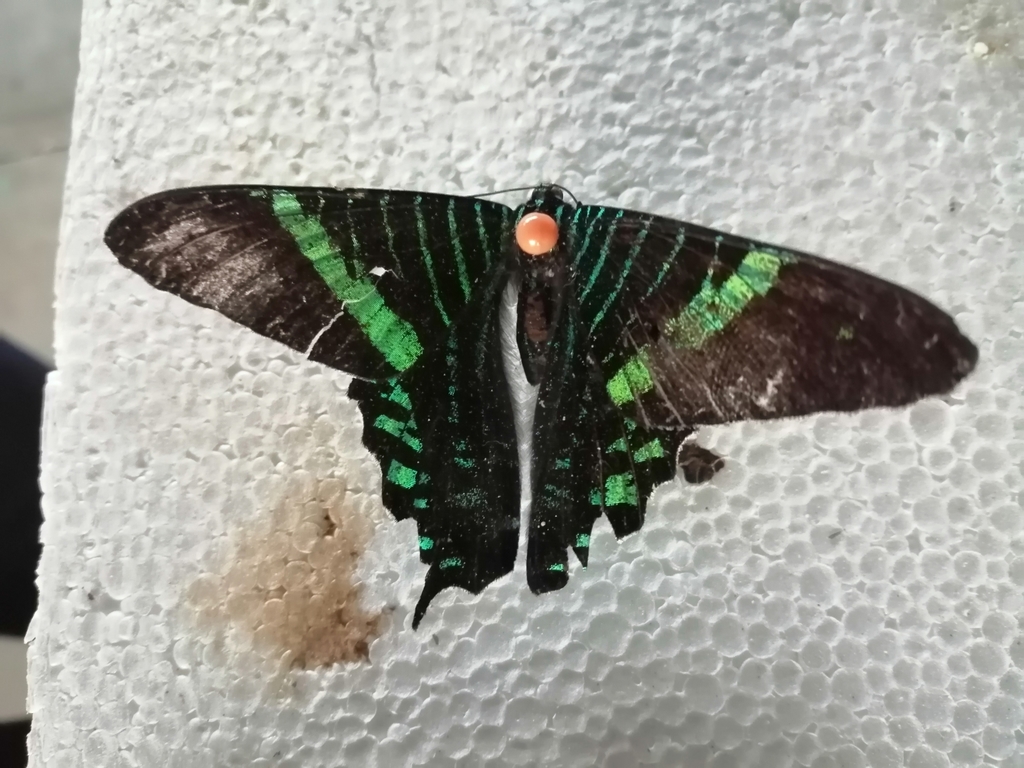Urania Swallowtail Moth from Oaxaca, MX on October 25, 2019 at 07:52 AM ...
