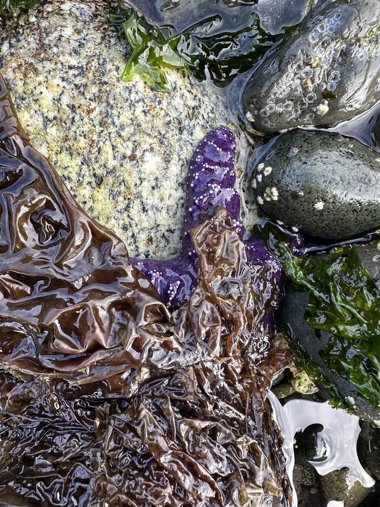 Ochre Sea Star from North Pacific Ocean, Comox Valley, BC, CA on August ...