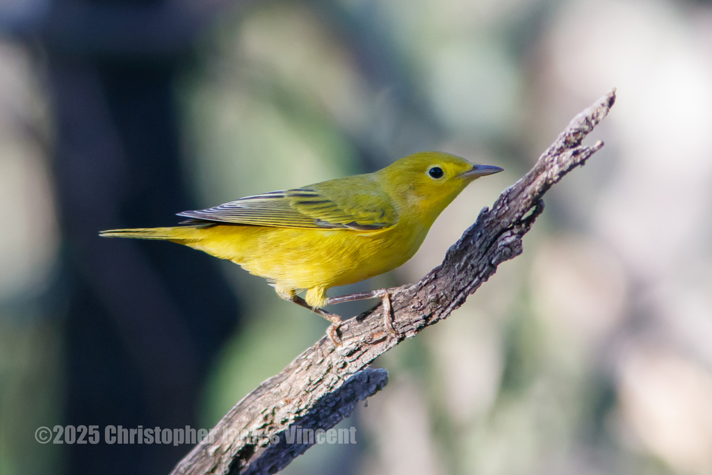 Northern Yellow Warbler from WOW Arizona, 5494 E Edwin Rd, Tucson, AZ ...