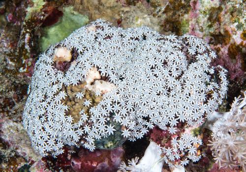 Familia Tubiporidae · NaturaLista Colombia