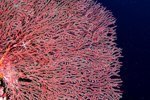 Melithaea biserialis · iNaturalist