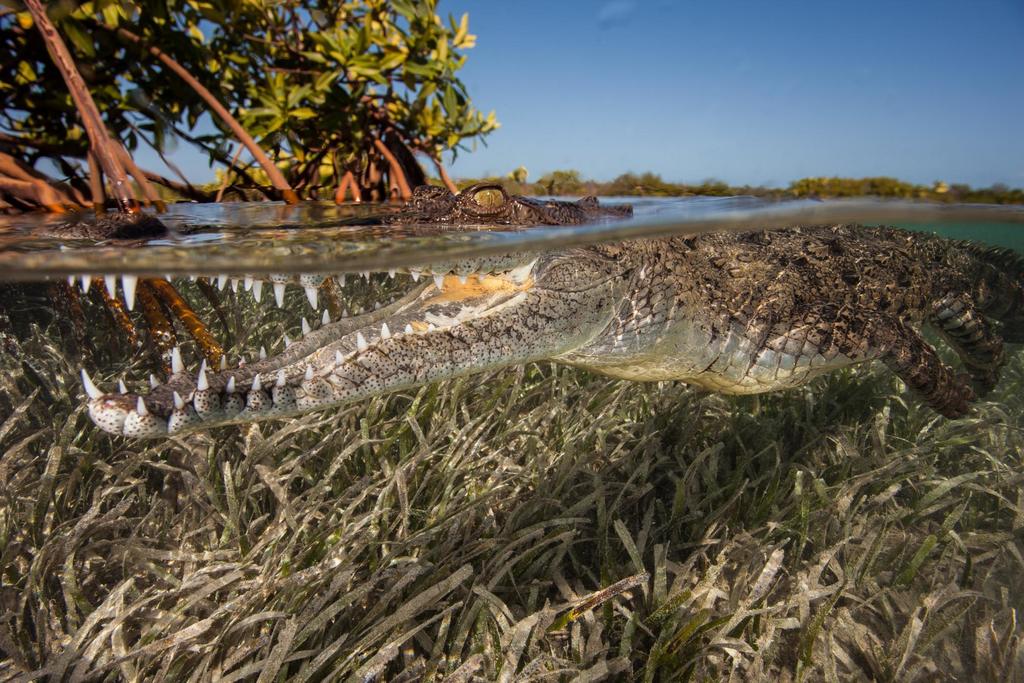 American Crocodile in March 2016 by Bernat Garrigós · iNaturalist
