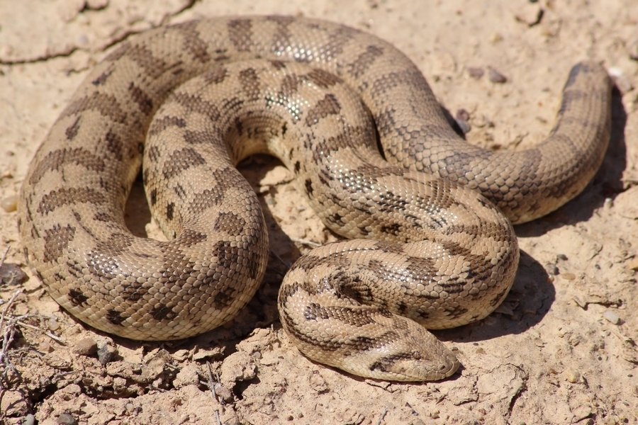 Desert Sand Boa from District de Sozak, Kazakhstan on May 4, 2018 at 12 ...