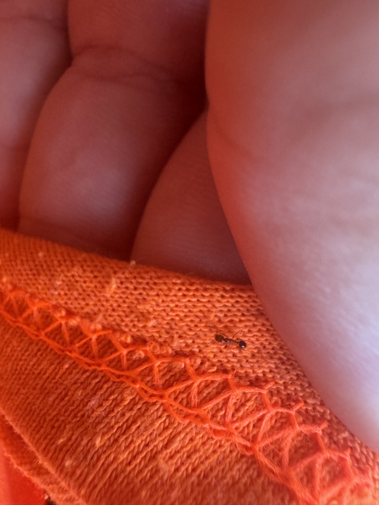 Red Imported Fire Ant from Hanover County, VA, USA on August 9, 2025 at ...