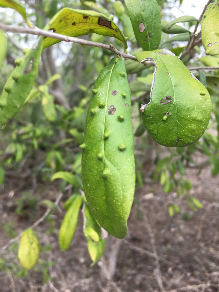 Texas Persimmon from 2664–2698 N Ed Carey Dr, Harlingen, TX, US on ...