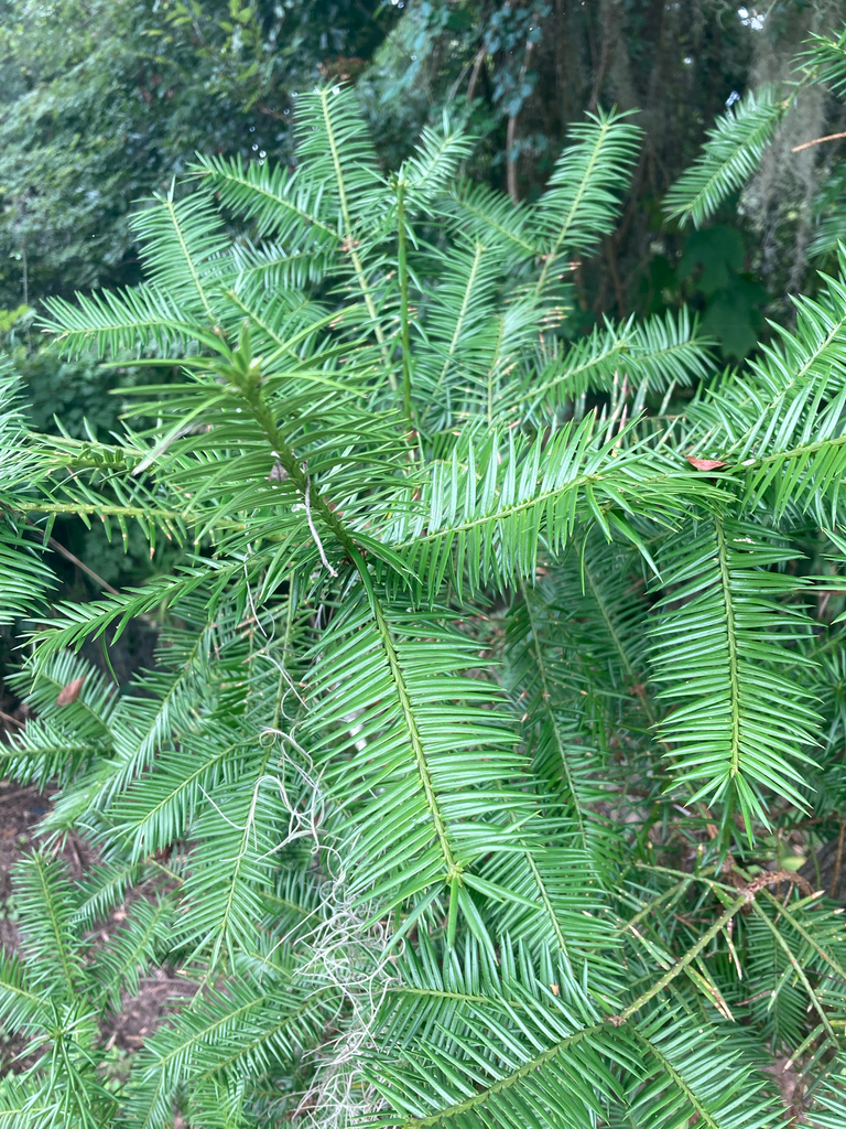 Florida torreya in August 2025 by Jalen · iNaturalist