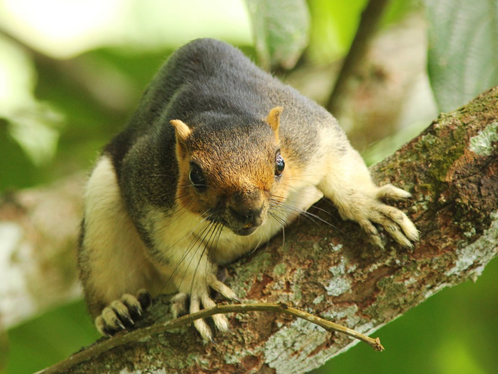 Pale Giant Squirrel in September 2011 by dbeadle. Ratufa affinis (Pale ...