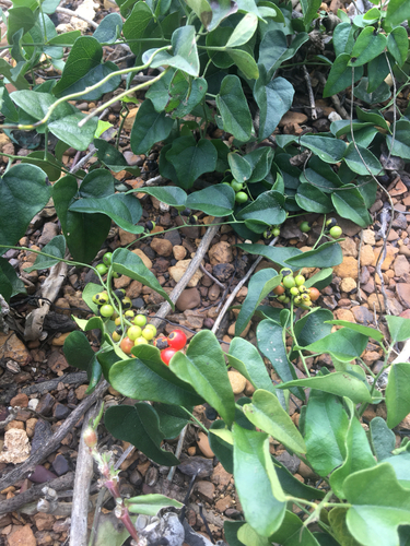 Observations by johnmonaco · iNaturalist