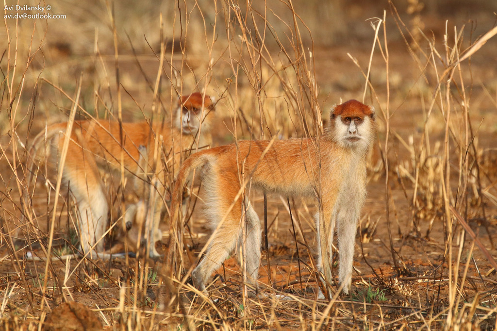 Eastern Patas Monkey in February 2019 by mrmojorisin147 · iNaturalist