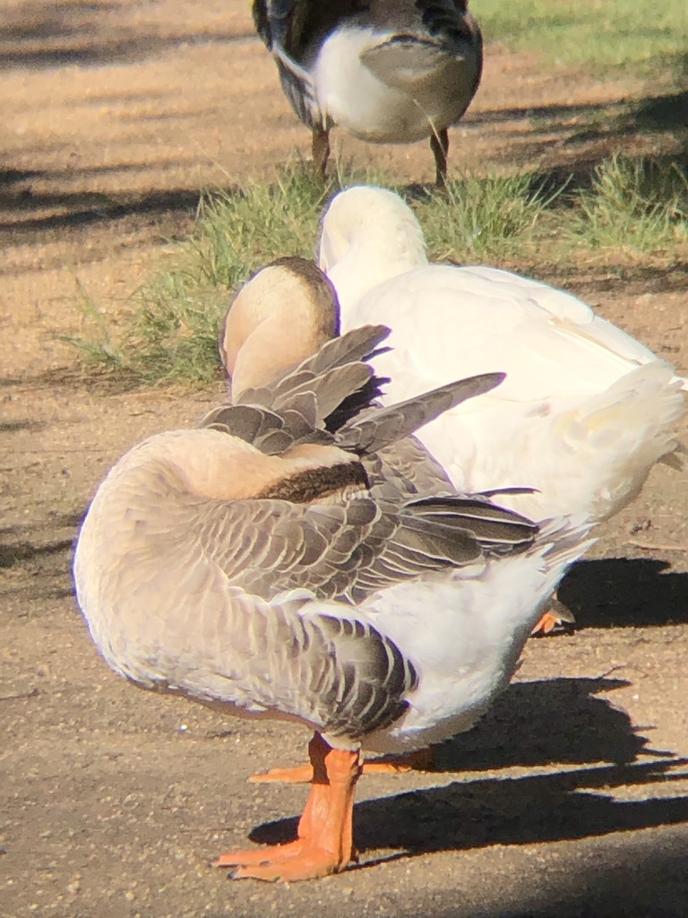 Domestic Swan Goose from Hermann Park, Houston, TX, US on October 26 ...