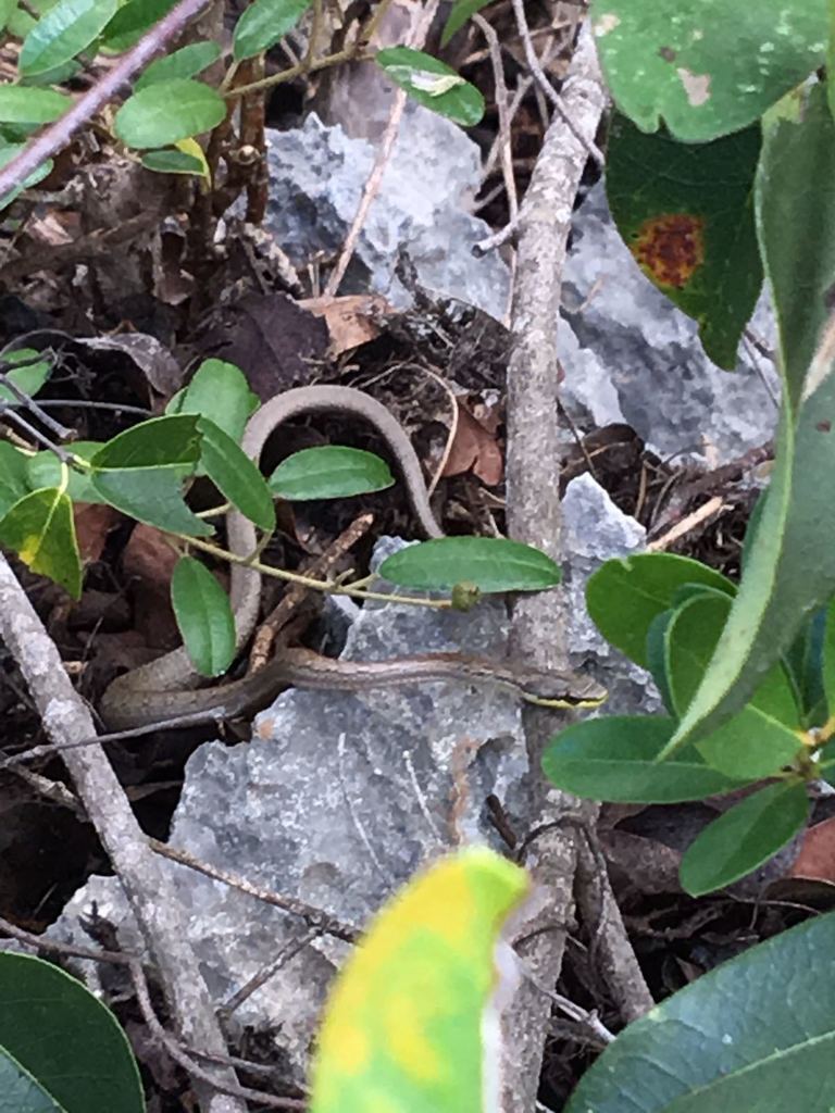 Puerto Rican garden snake from Carenero Guánica 00653 on November 5 ...
