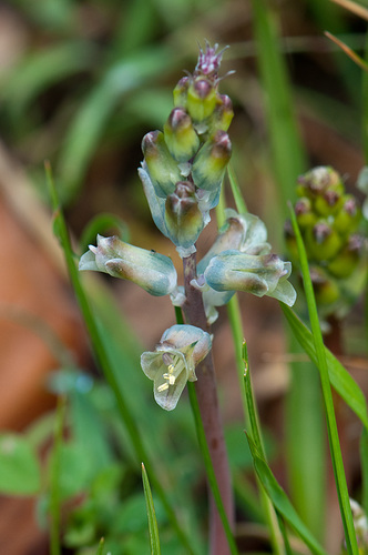 Kanonkop Kliprug Check List · iNaturalist