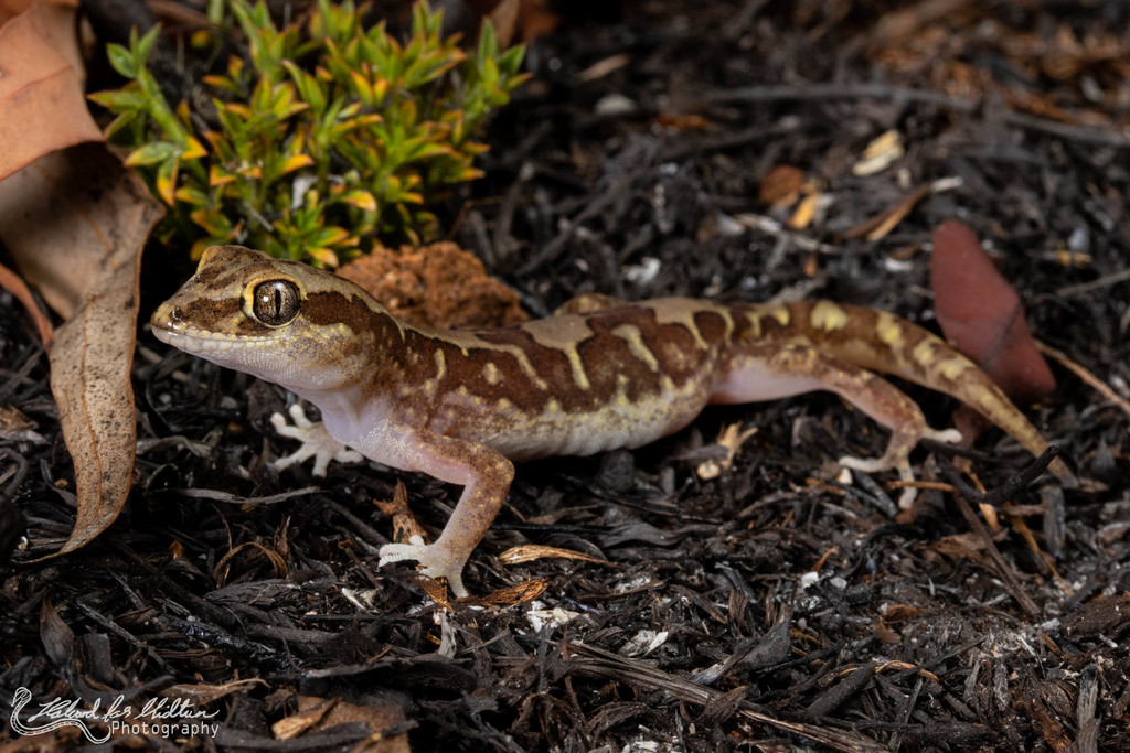 Box-patterned Ground Gecko from Dotswood QLD 4820, Australia on October ...