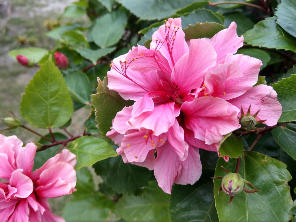 Chinese hibiscus from 台灣台東縣成功鎮成功、961 on October 27, 2019 at 07:08 AM by ...