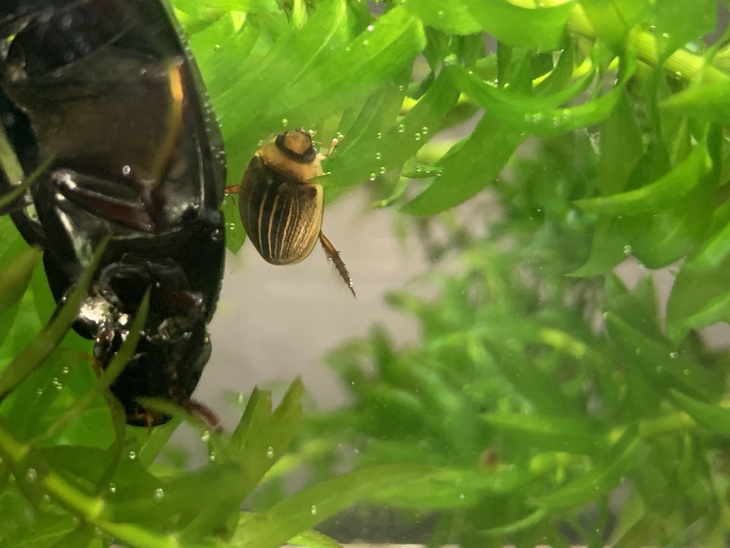 Hydaticus grammicus from 三和町上永井, いわき市, 福島県, JP on October 27, 2019 at ...