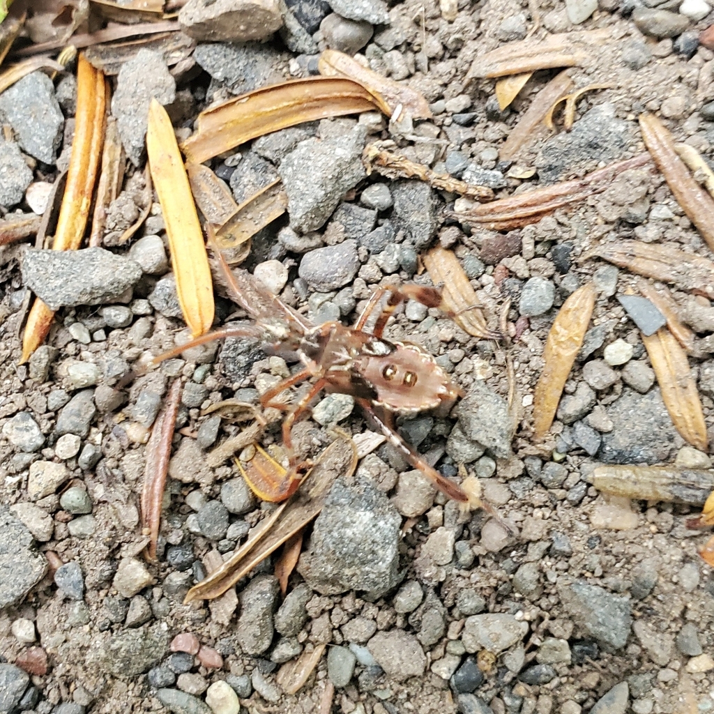 Western Conifer Seed Bug from Sapporo, JP-HK, JP on August 4, 2025 at ...