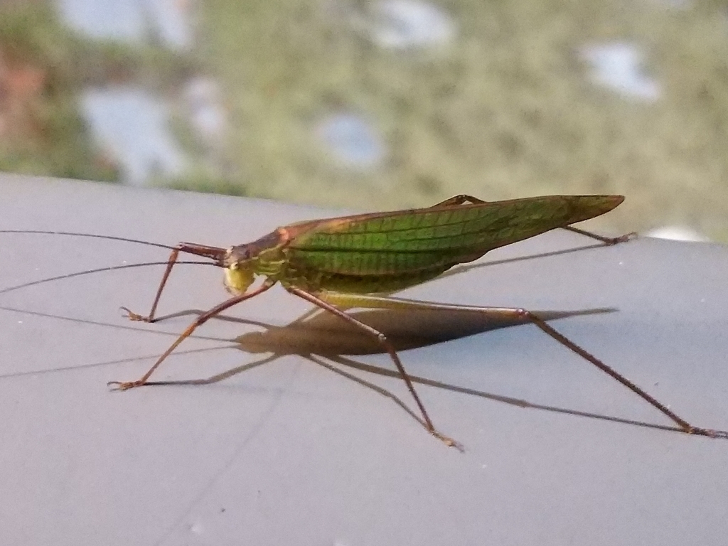 Elimaea fallax from 대한민국 강원도 춘천시 on October 26, 2019 at 09:48 PM by ...