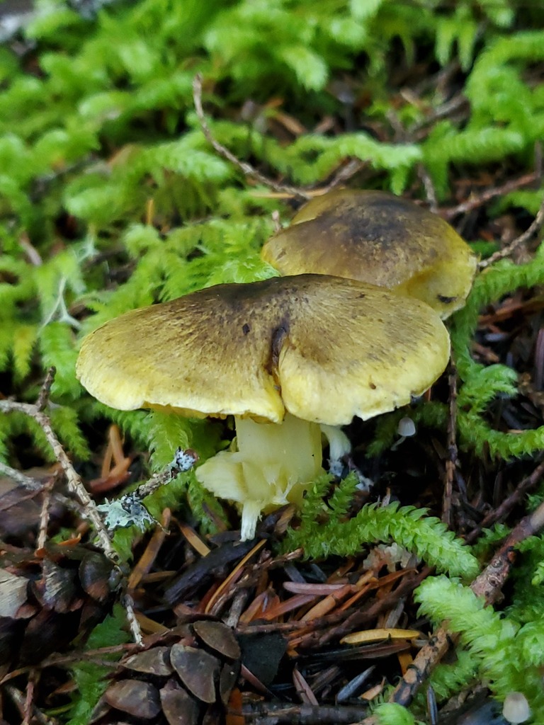 Tricholoma atrofibrillosum from Westside Road, Mt Rainier National Park ...