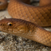 Bardick (Echiopsis curta) · iNaturalist