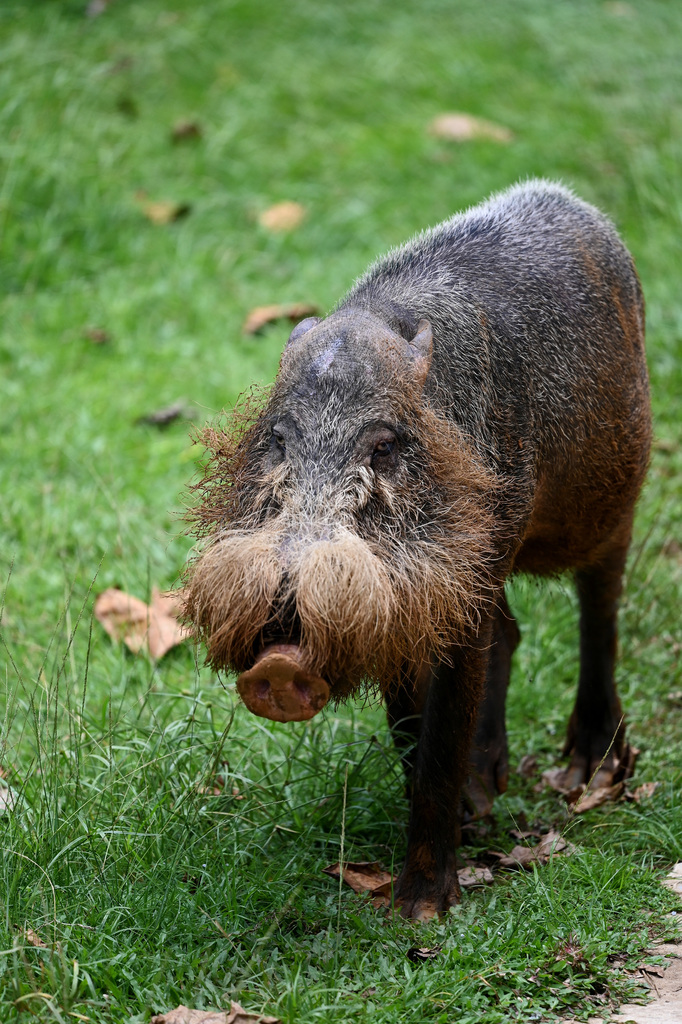 Bornean Bearded Pig in October 2019 by WK Cheng · iNaturalist