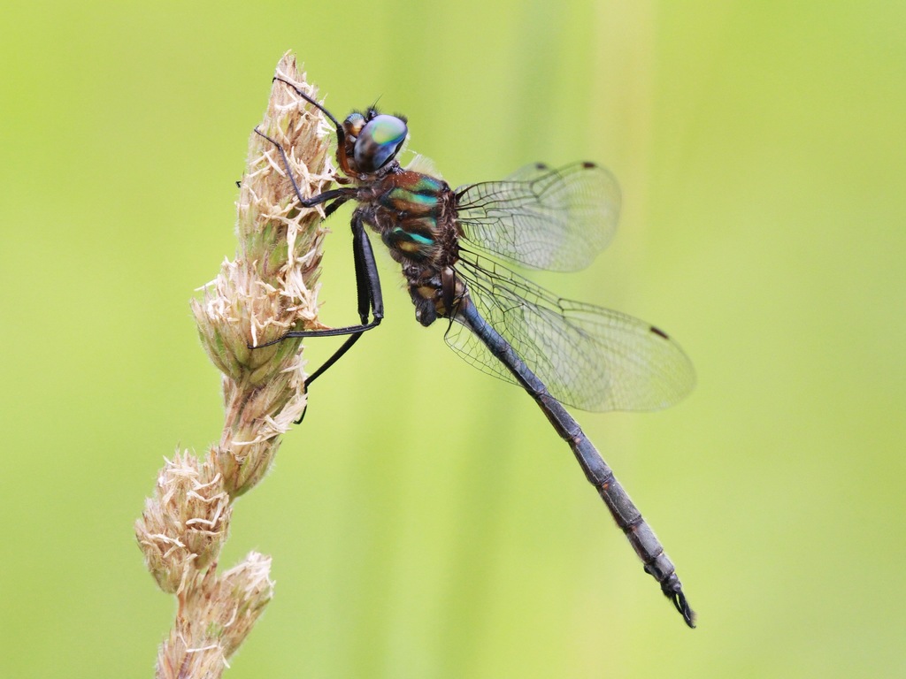 Williamson's Emerald in July 2019 by Michael H. King. Minesing Swamp ...