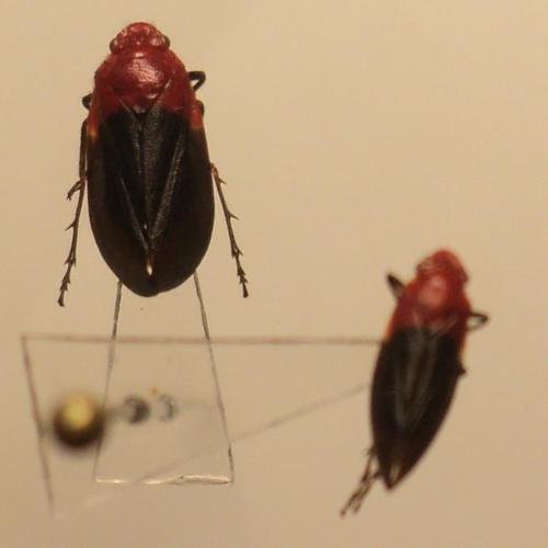 Paphnutius semirufus · iNaturalist