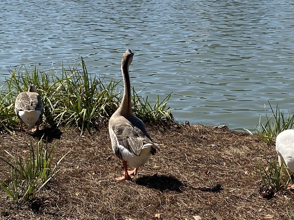 Domestic Swan Goose from Hermann Park, Houston, TX, US on October 27 ...