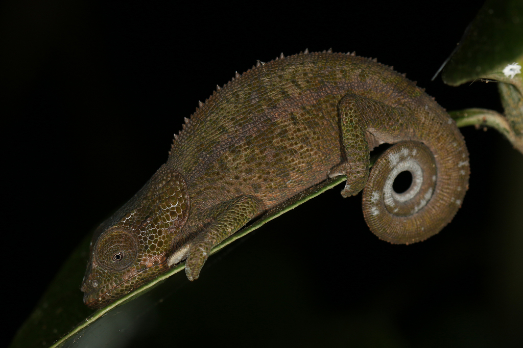 Cryptic Chameleon from Ambohitantely SR on September 14, 2019 by Martin ...