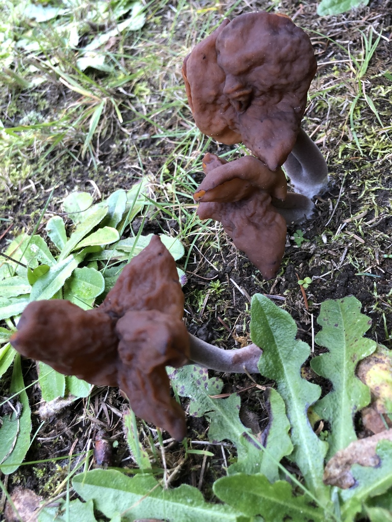 Saddle-shaped False Morel from Bainbridge Island, Bainbridge Island, WA ...
