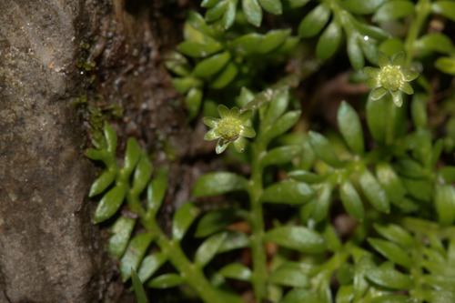 Mexican brassbuttons (Cotula mexicana) · iNaturalist