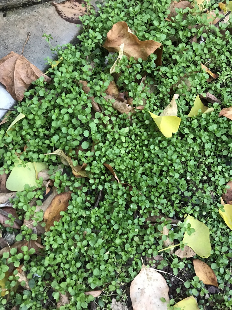 common chickweed from University of Michigan, Ann Arbor, MI, US on ...