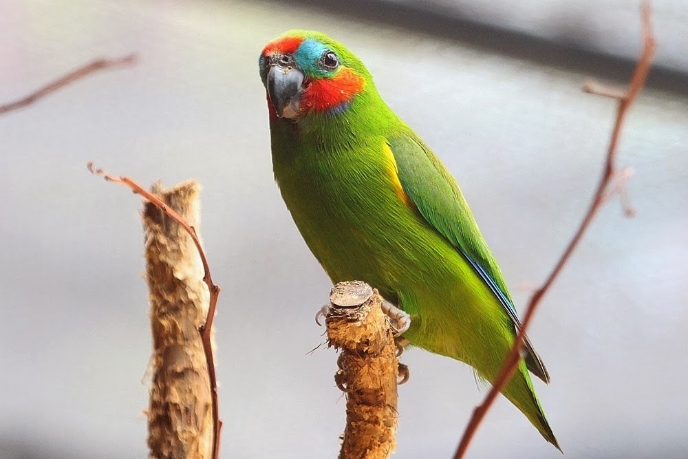 Double-eyed Fig-Parrot (Cyclopsitta diophthalma) - Avian Discovery