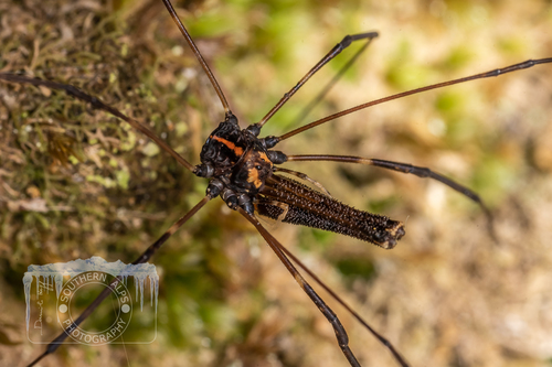 Forsteropsalis wattsi · iNaturalist