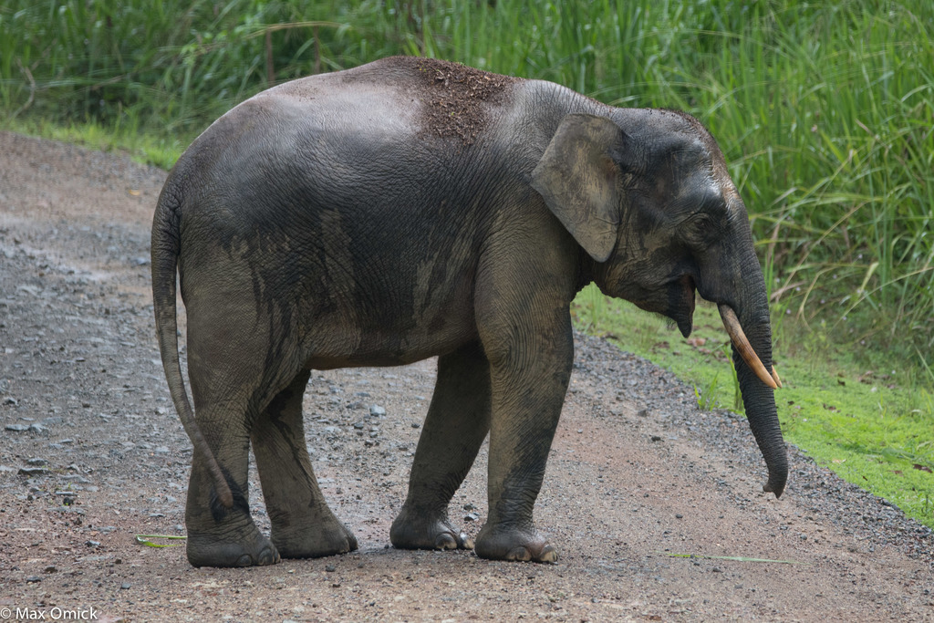 Bornean Elephant in October 2019 by Max Omick · iNaturalist