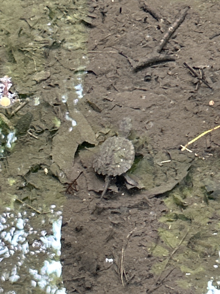 Common Snapping Turtle from Pennypack Park, Philadelphia, PA, US on ...