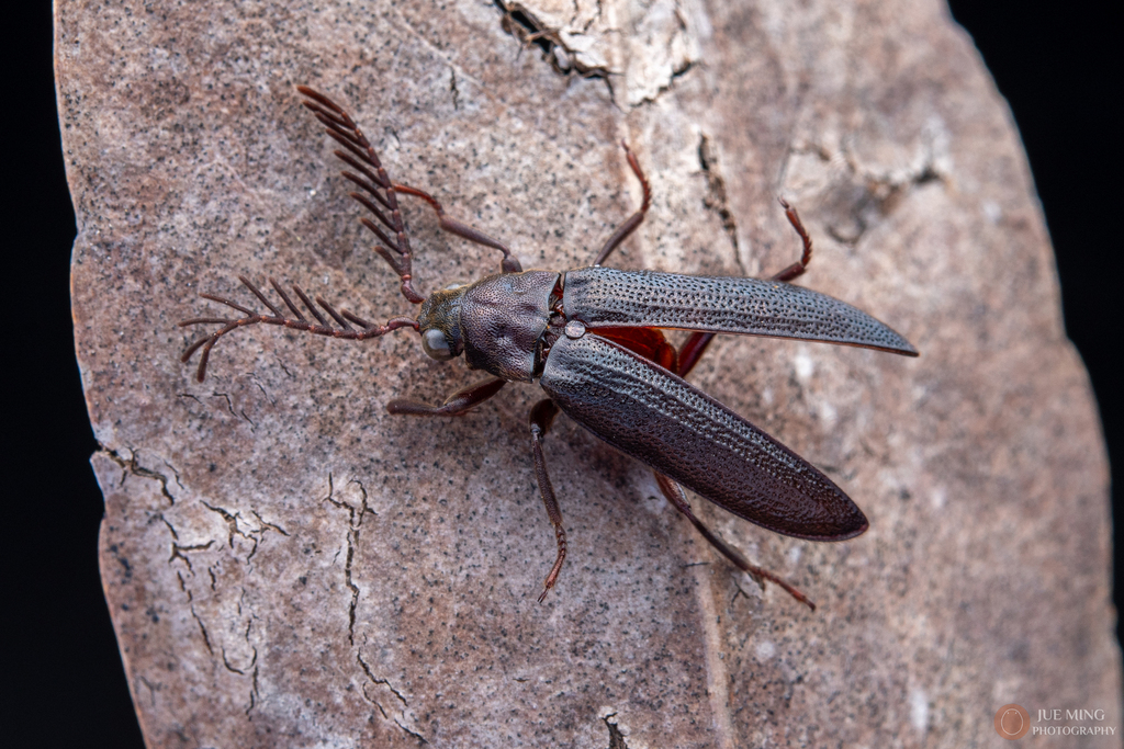 Callirhipid Cedar Beetles from 中国温州市文成县石垟林场 邮政编码: 325307 on August 9 ...