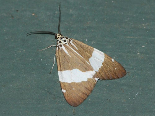 Utetheisa abraxoides · iNaturalist