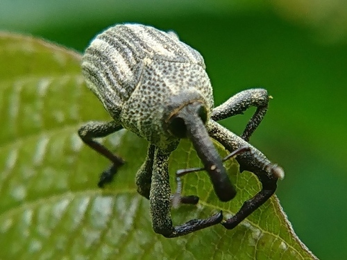 Alcidodes waltoni · iNaturalist