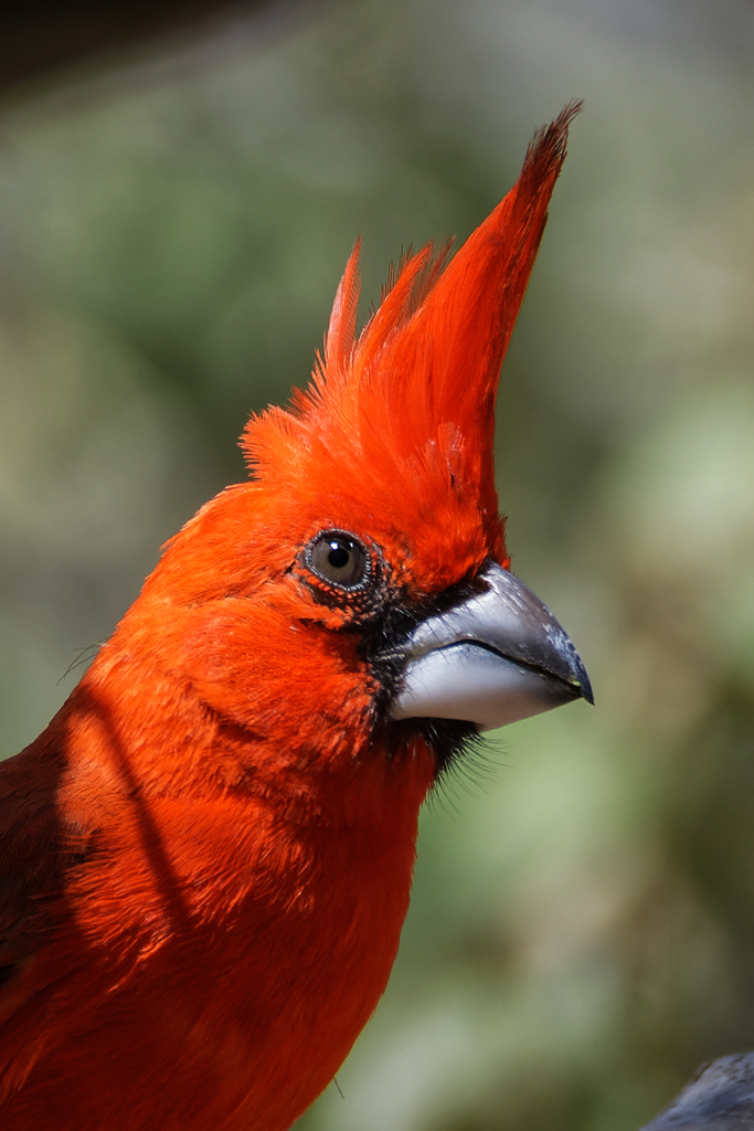 Vermilion Cardinal from La Guajira, Colombie on August 26, 2019 at 07: ...