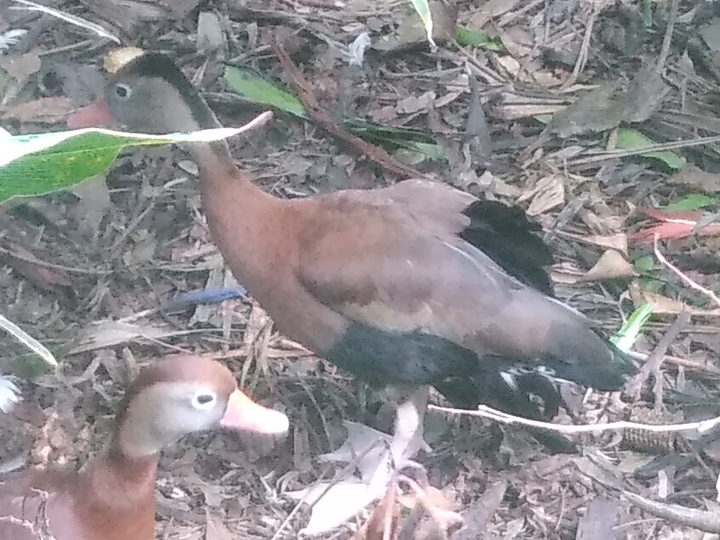 Black-bellied Whistling-Duck from La Aurora, 44790 Guadalajara, Jal ...