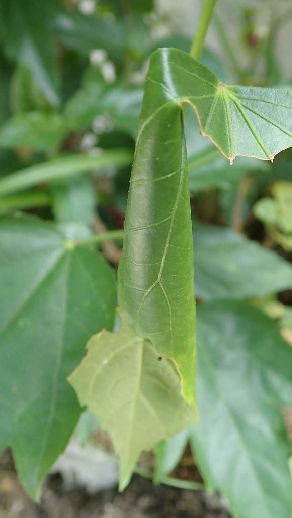 Cotton Leaf Roller from 香港小瀝源 on October 27, 2019 at 12:54 PM by ritafoo. on 垂花懸鈴花 Malvaviscus ...