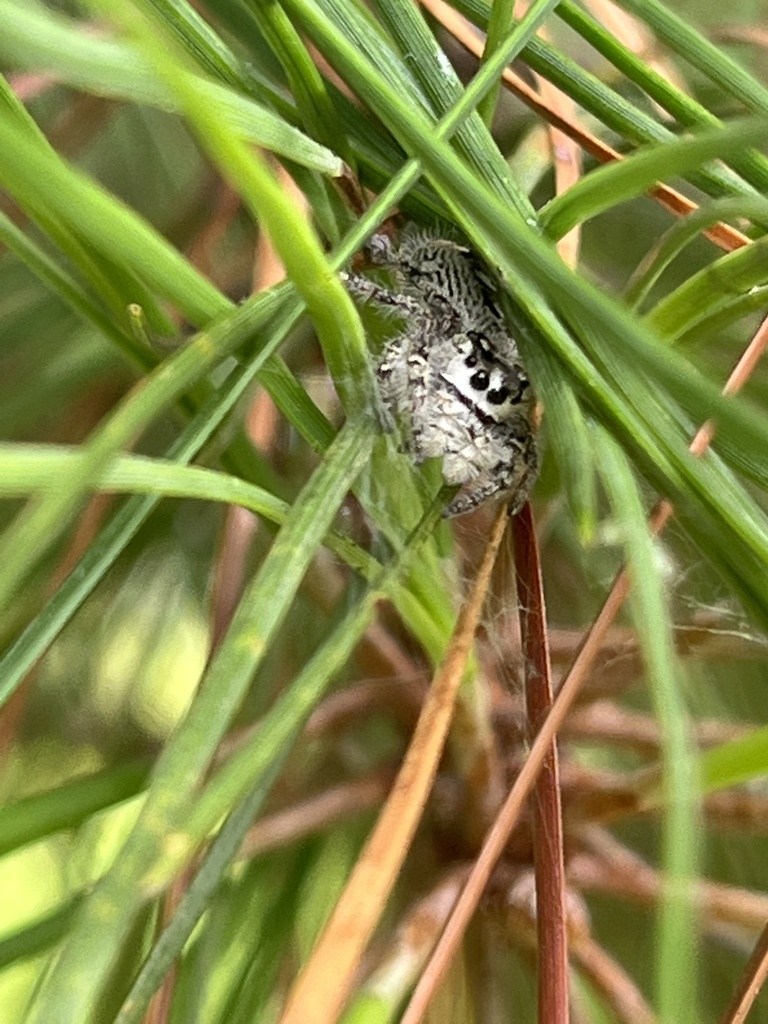 canopy jumping spider from Princess Anne Athletic Complex, Virginia ...
