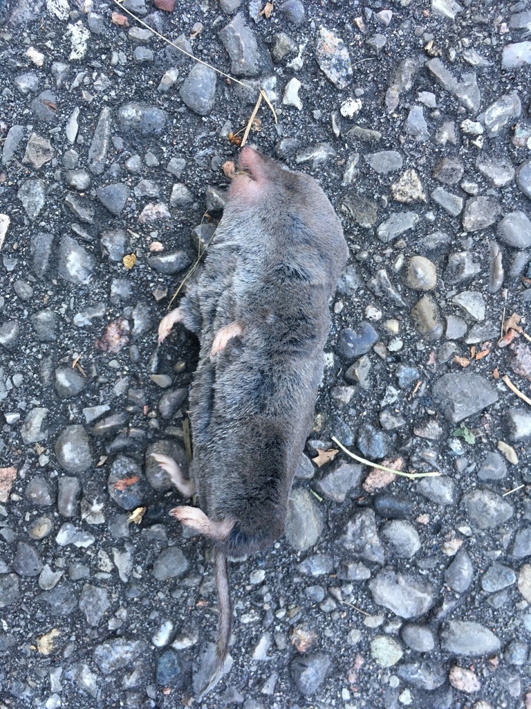 Northern Short-tailed Shrew from Highland Creek, Toronto, ON, CA on ...