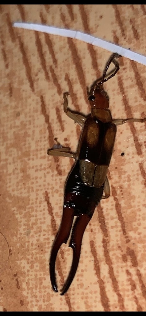 Desert Earwig from Al Nabhaniyah, Al Qassim, SA on October 29, 2019 at ...