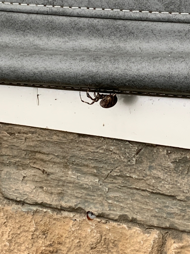 Typical Spiders from Briarwood Ave, Keansburg, NJ, US on October 16 ...