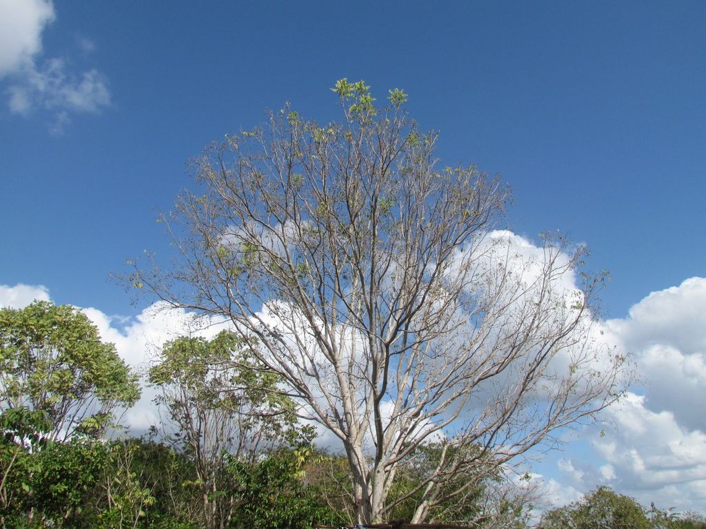 West Indies Cedrela in December 2012 by Alfredo Dorantes Euan · iNaturalist