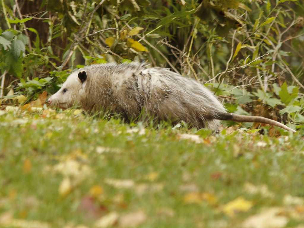 Virginia Opossum from High Park, Toronto, Ontario on November 5, 2017 ...